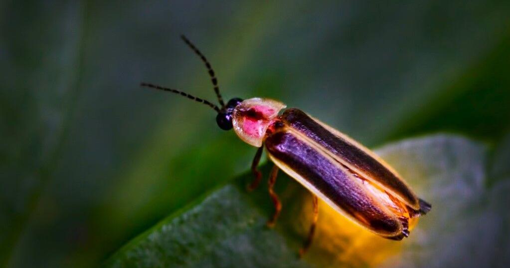 lightning bug colors