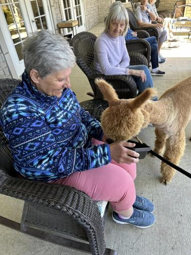 Alpacas visit senior living residents | News | paducahsun.com