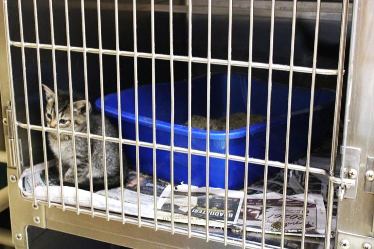 Mayfield-Graves shelter raises awareness of kitten overpopulation ...