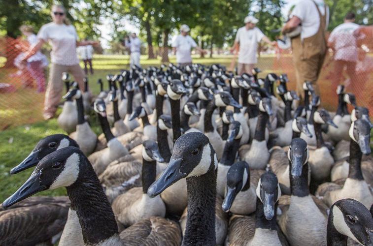 Goose roundup | Local News | paducahsun.com