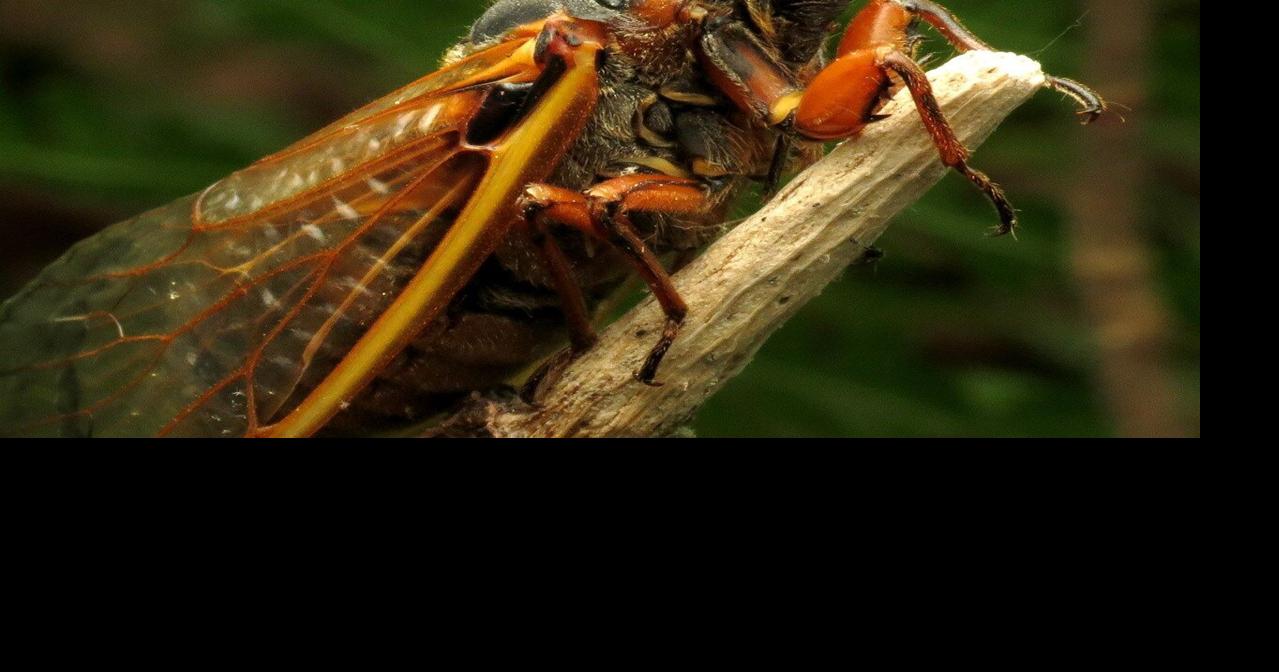 Double brood of cicadas set to create big buzz this spring | News ...