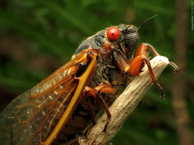 Double brood of cicadas set to create big buzz this spring | News ...