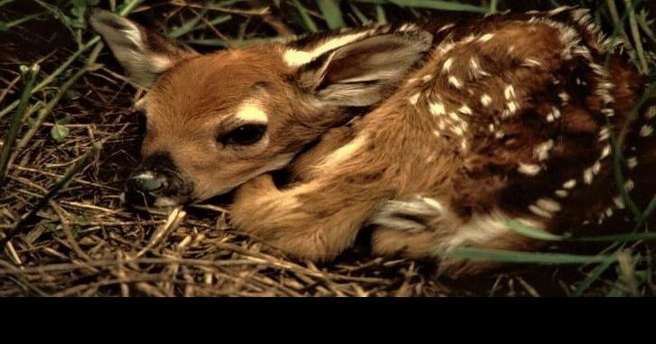 Little spotted deer popping up like mushrooms | News | paducahsun.com