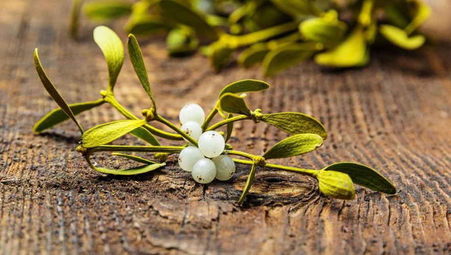 Mistletoe mystique: Some still pucker up for a poop-propagated parasite ...