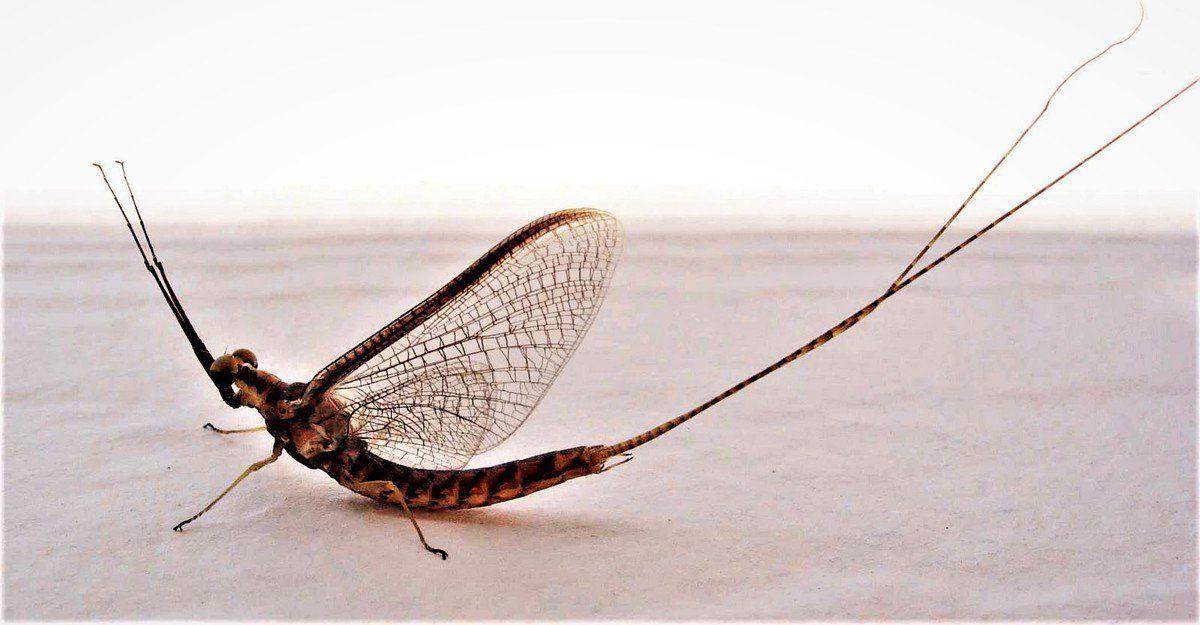 Mayflies | Local Sports | paducahsun.com