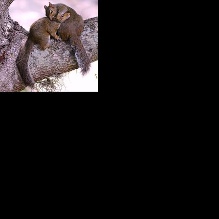 Randy rodents: Goofy squirrel mating rites keep species going | Sports ...