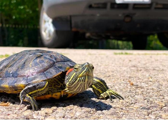 Nesting turtles: Egg mission puts many hard-shell pedestrians on roads ...