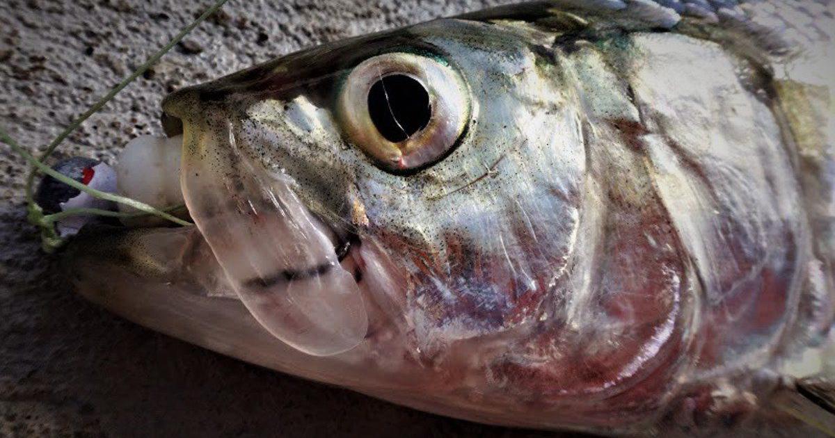 Skipjack comeback Stinky, oily shad cousins are still great bait … and ...