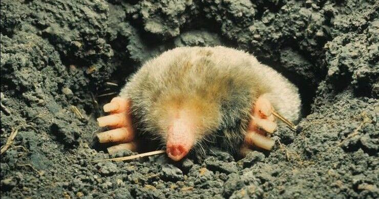 Soil swimmers: Odd, darkness-adapted moles flourish down under ...