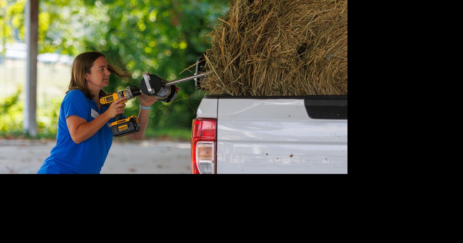 UK launches Forage Testing Program to support Kentucky livestock ...