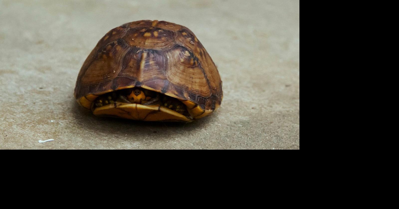 Nesting turtles: Egg mission puts many hard-shell pedestrians on roads ...