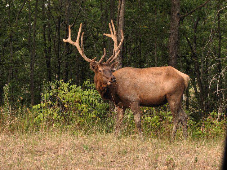 Elk & Bison Prairie reopens for big critter communion | Local Sports ...