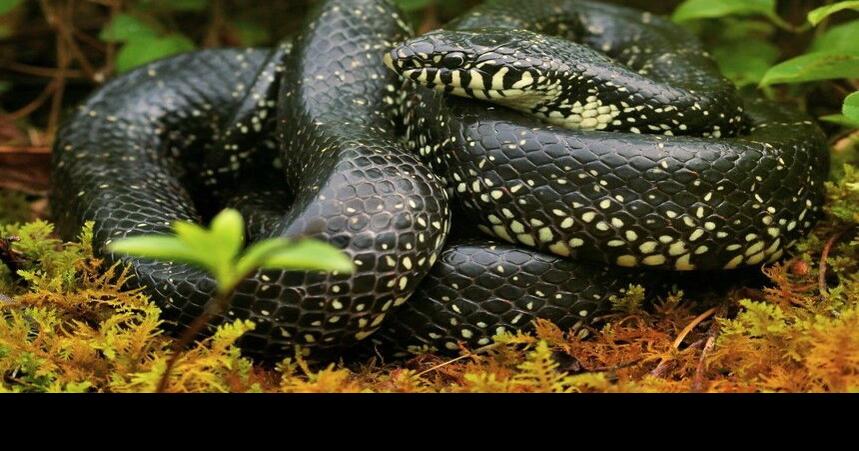 Big, black snakes: These hardly live up to the reactions they provoke ...