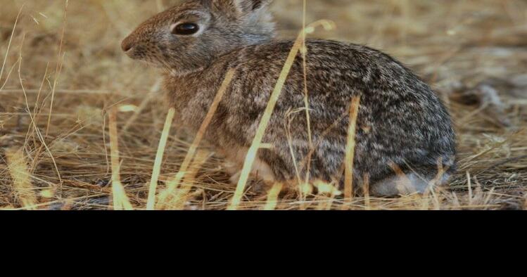 Survival in numbers: Rabbits take their lumps, but the species breeds ...