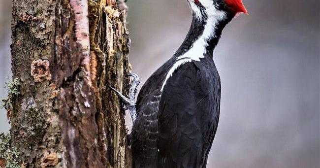 Pileated woodpecker: This red-crested tree thumper is boss of his kind ...