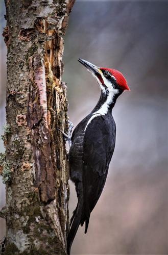 Pileated woodpecker: This red-crested tree thumper is boss of his kind ...