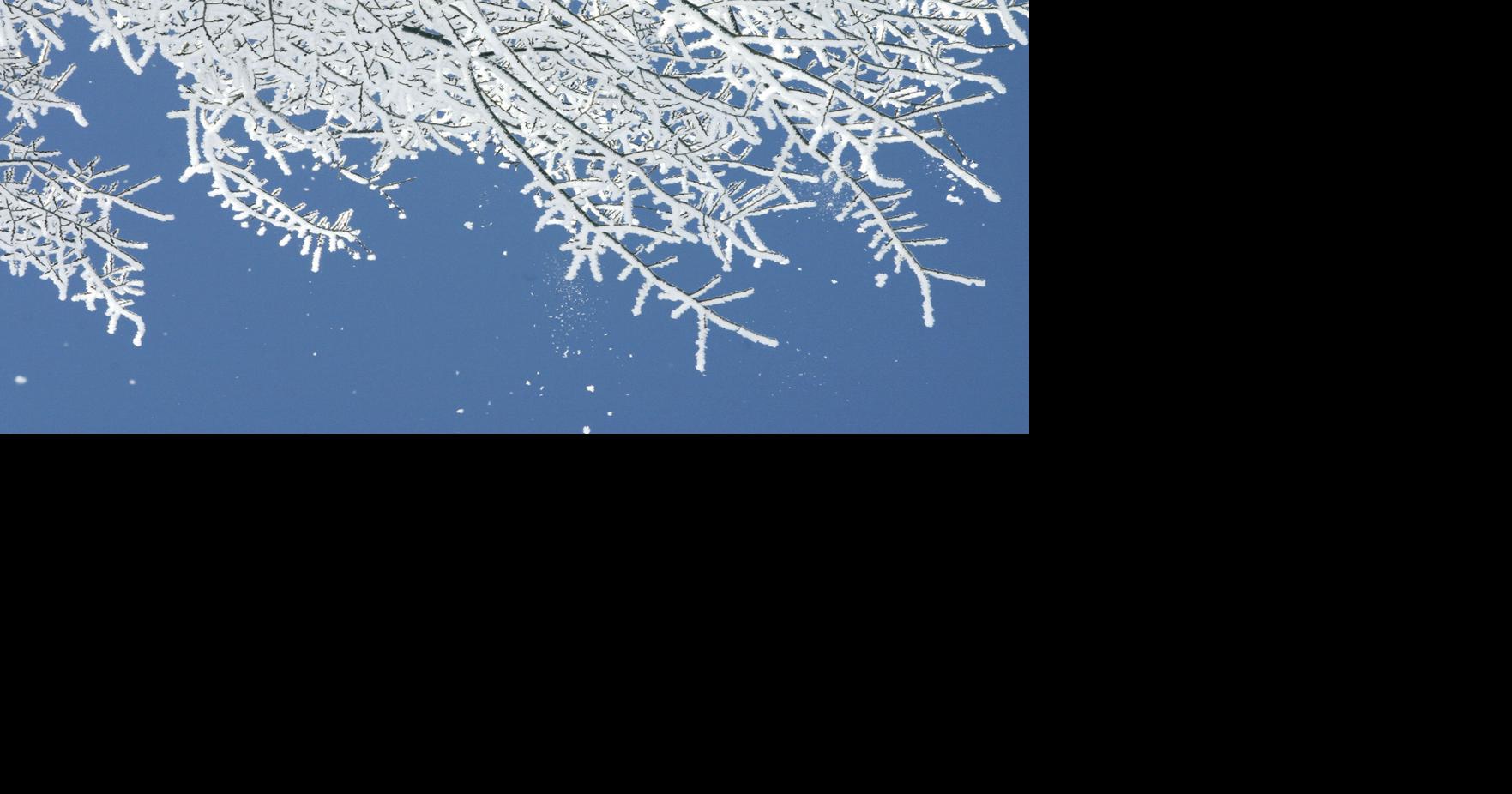 Plants can fend off the cold, to a point | Life | paducahsun.com