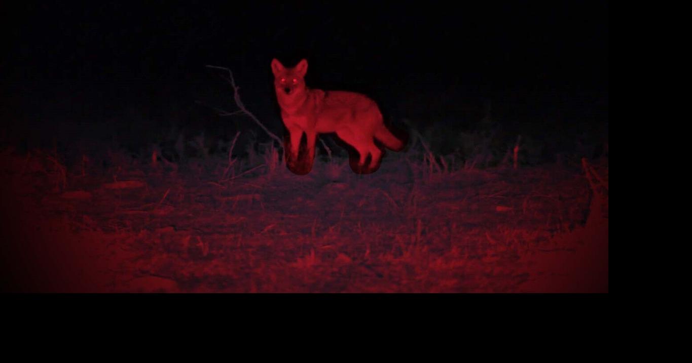 Night coyote hunting could help preferred prey | News | paducahsun.com