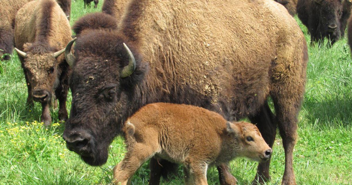 Tennessee man injured by bison inside fence at LBL | Local News ...