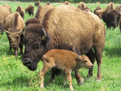 Tennessee man injured by bison inside fence at LBL | Local News ...