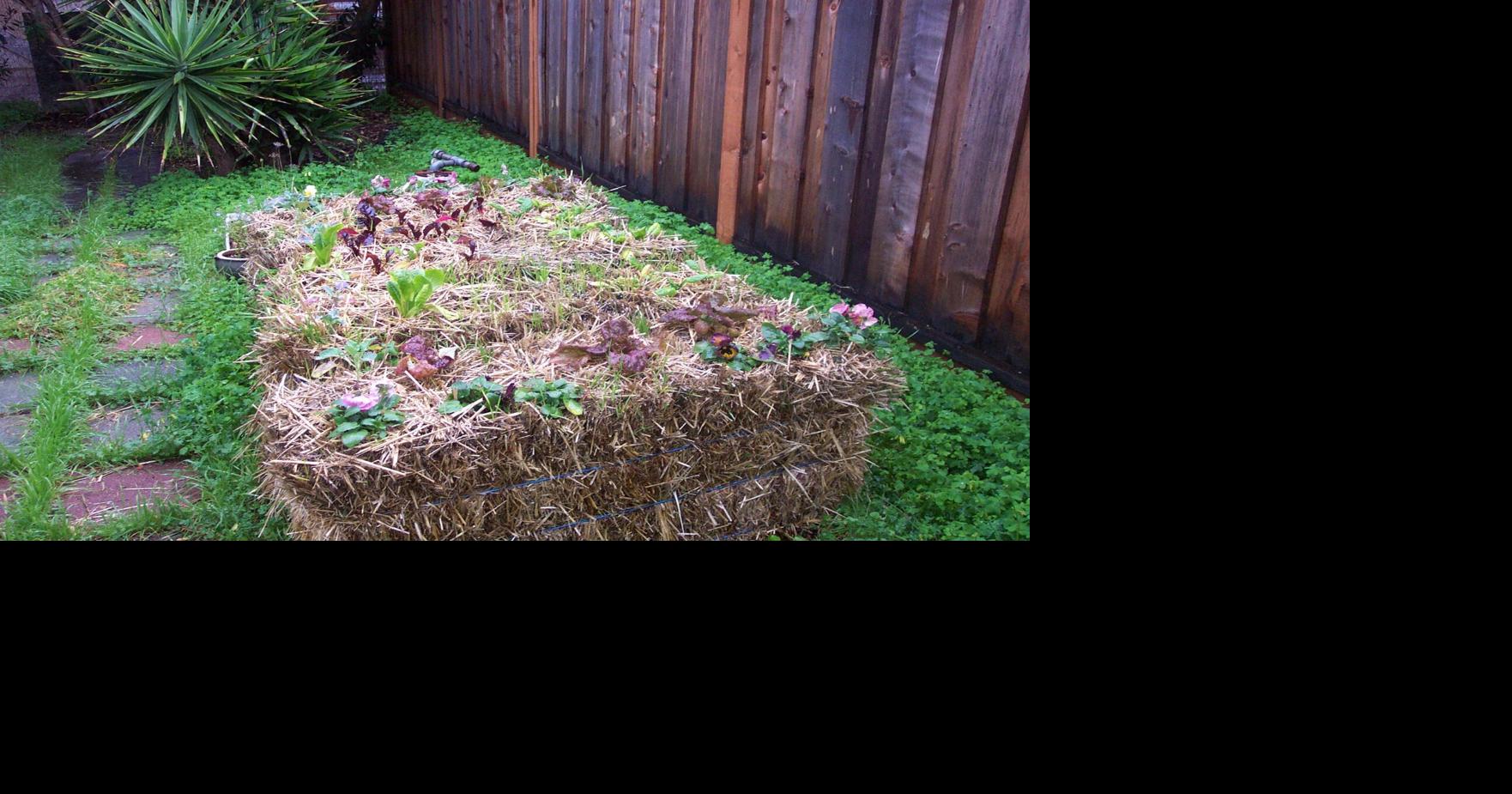 Gardening made easier with bales of straw | Columnists | paducahsun.com