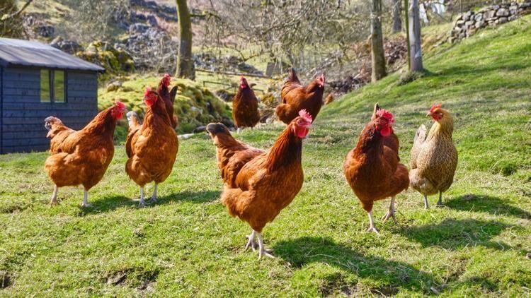 Backyard chicken bill passes KY House of Representatives | News ...