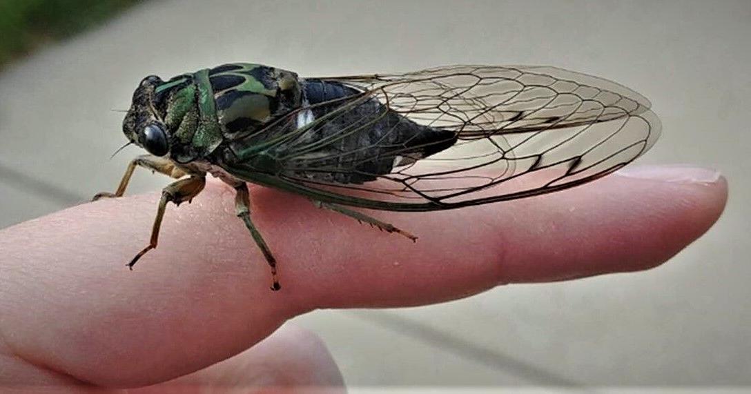 Buzz bugs: Annual cicada ‘songs’ to take us to summer’s end ...