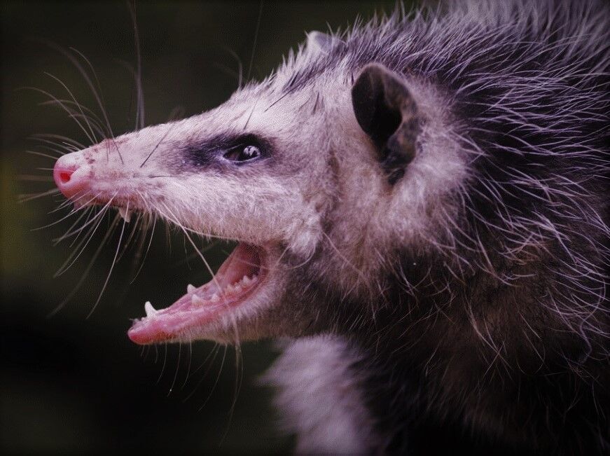 Are Possums Dangerous To People Or Dogs