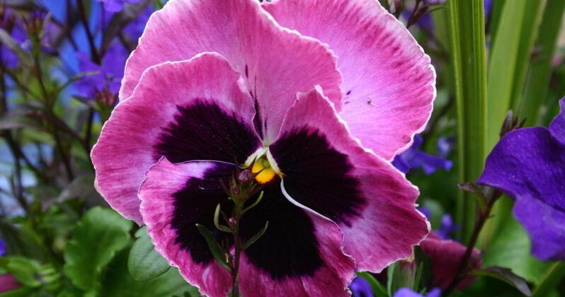 Double pansy’s charm by planting spring and summer | Columnists ...