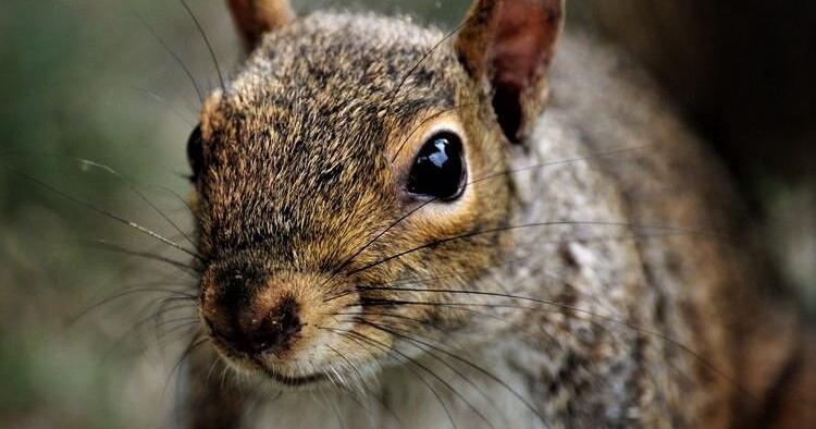 It’s (spring) squirrel season again in Kentucky | News | paducahsun.com