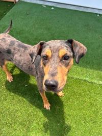 Pet of the Week: Nora | News | paducahsun.com