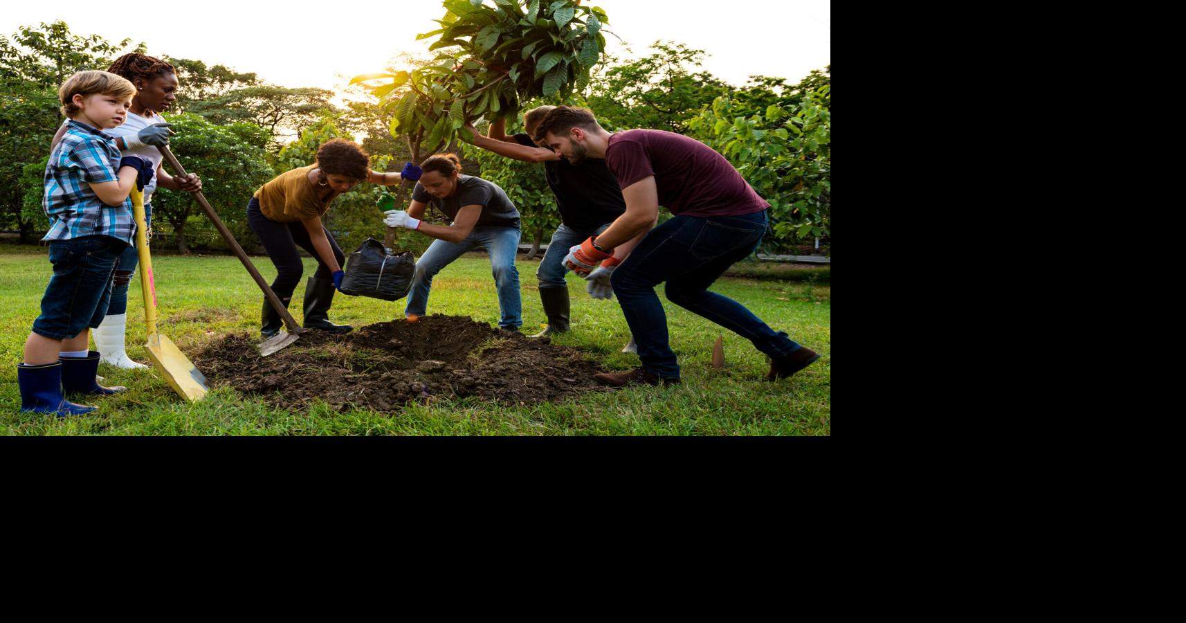 Plant the right way for healthy trees | | paducahsun.com