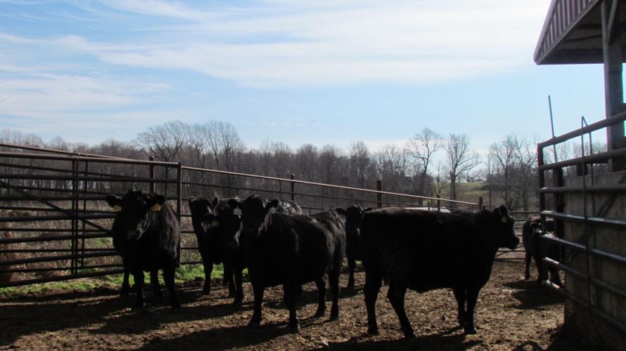 P&H Farms carries on family legacy | News | paducahsun.com