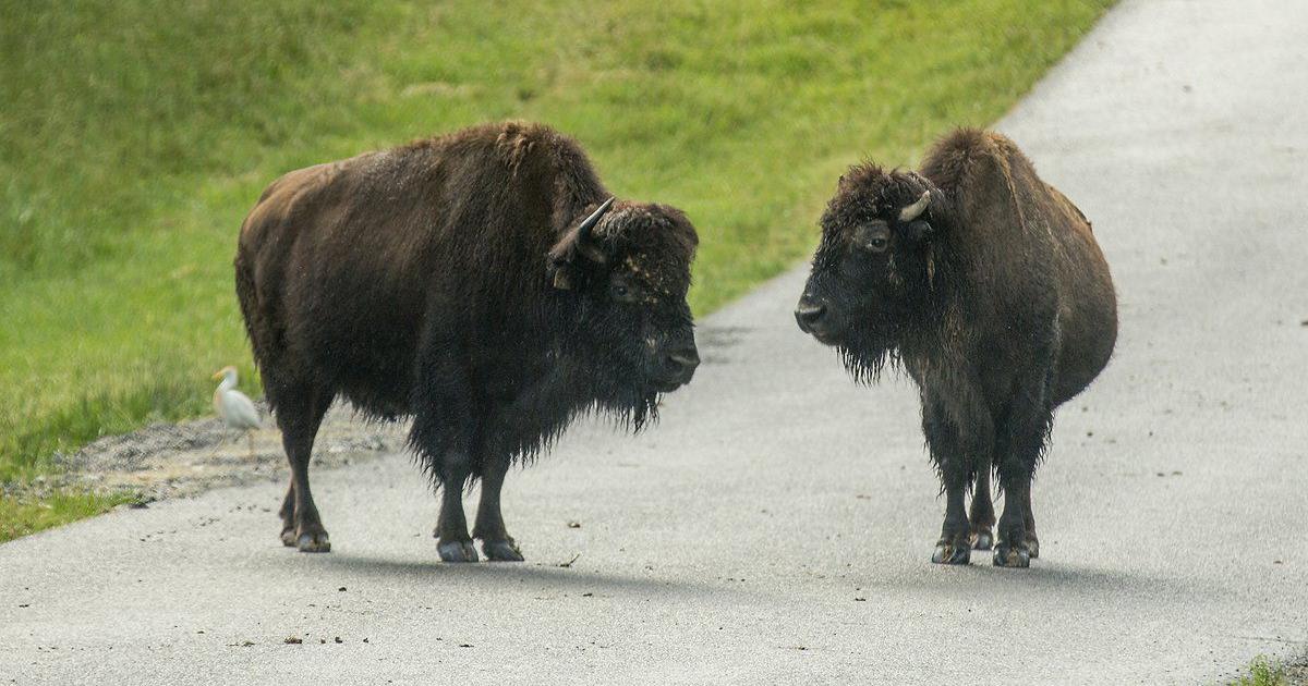 Bison at LBL | | paducahsun.com