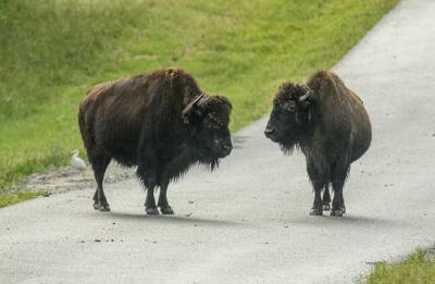 Bison at LBL | | paducahsun.com