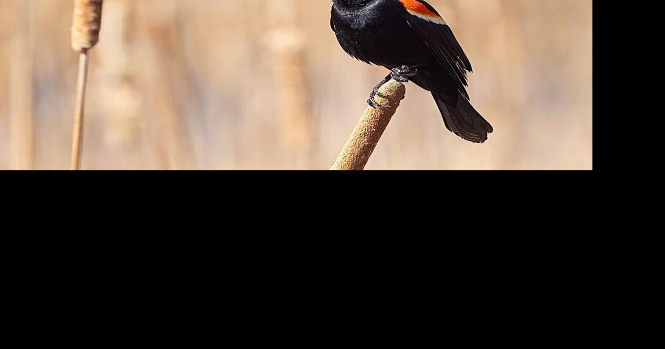 Pie on the fly; Numbers suggest red-wings doing something right ...