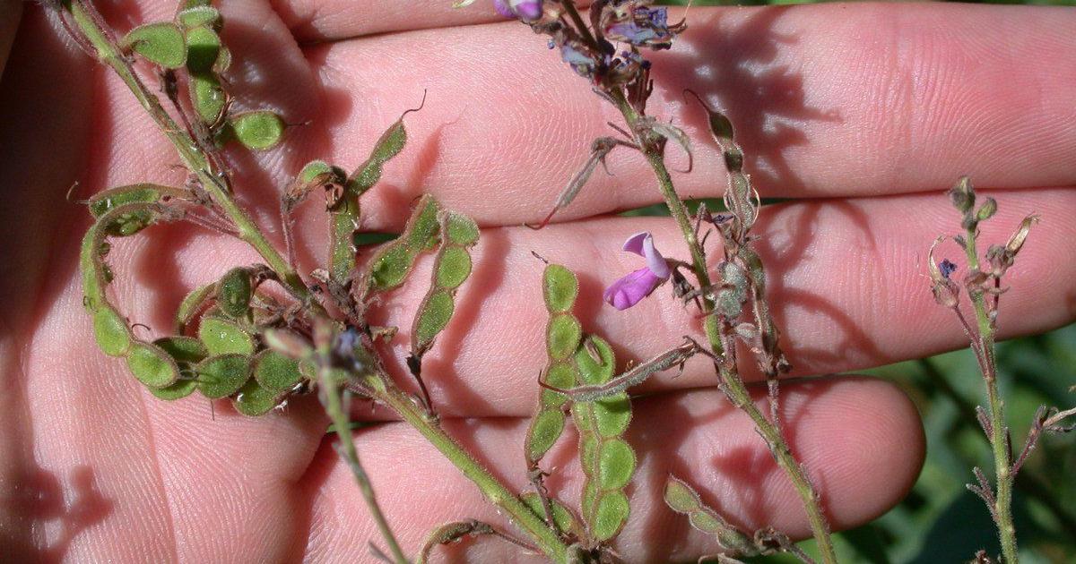 Beggar lice | Local News | paducahsun.com