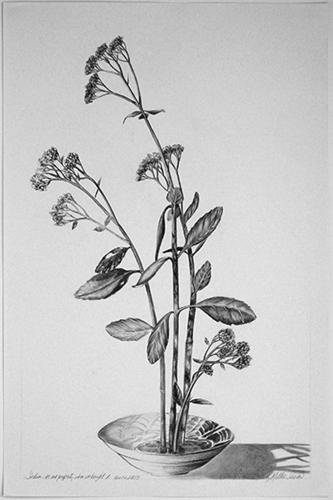 Murray artist reveals beauty of local foliage in art show | Local News ...