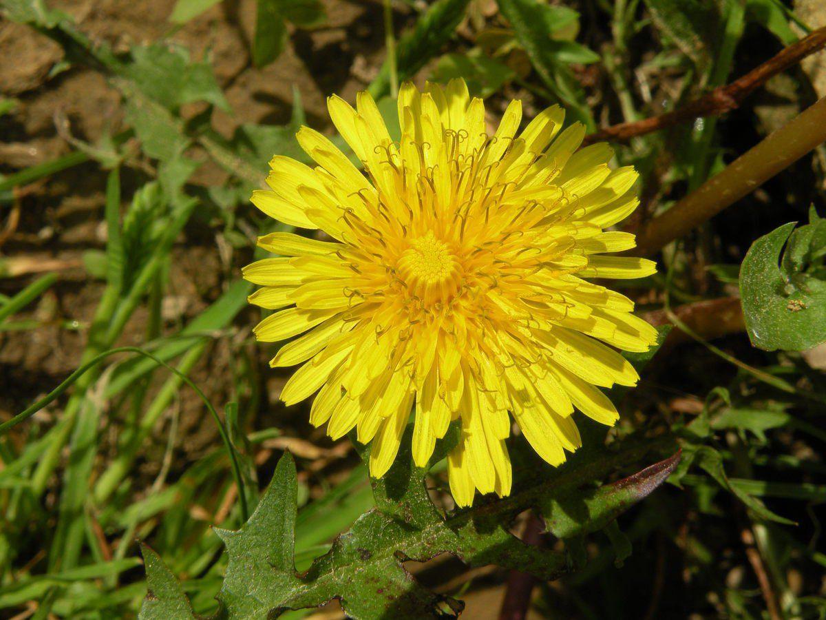 Yellow bloomers Colorful dandelions, wild mustard have more foes ...