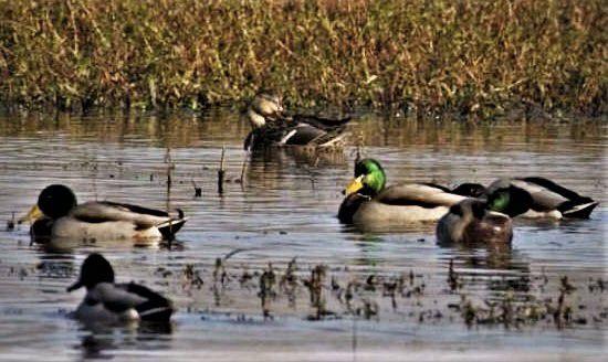Thanksgiving Day brings Kentucky waterfowl seasons | Local Sports ...
