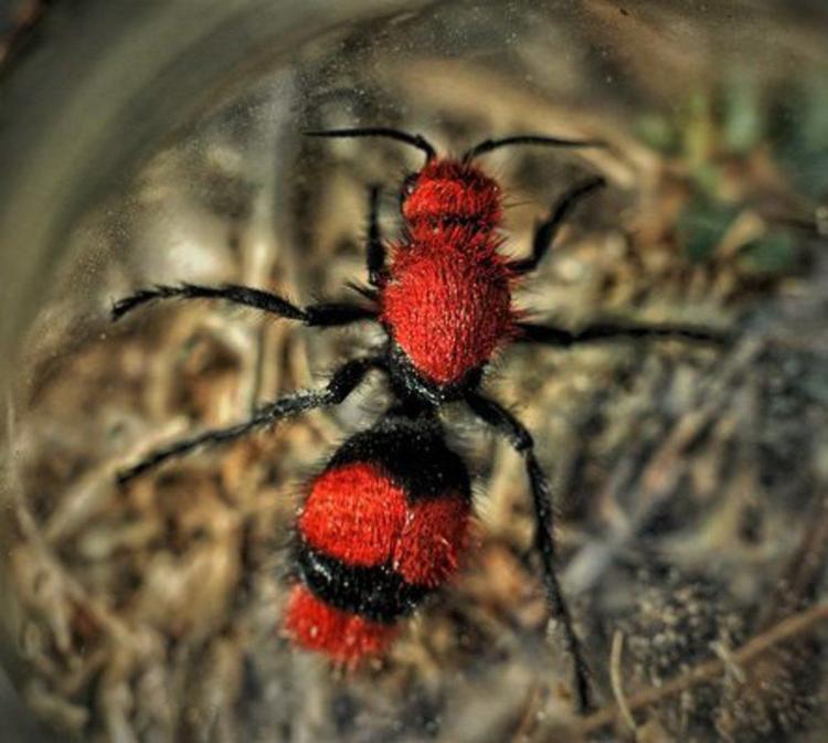 Wingless wasp | Local Sports | paducahsun.com