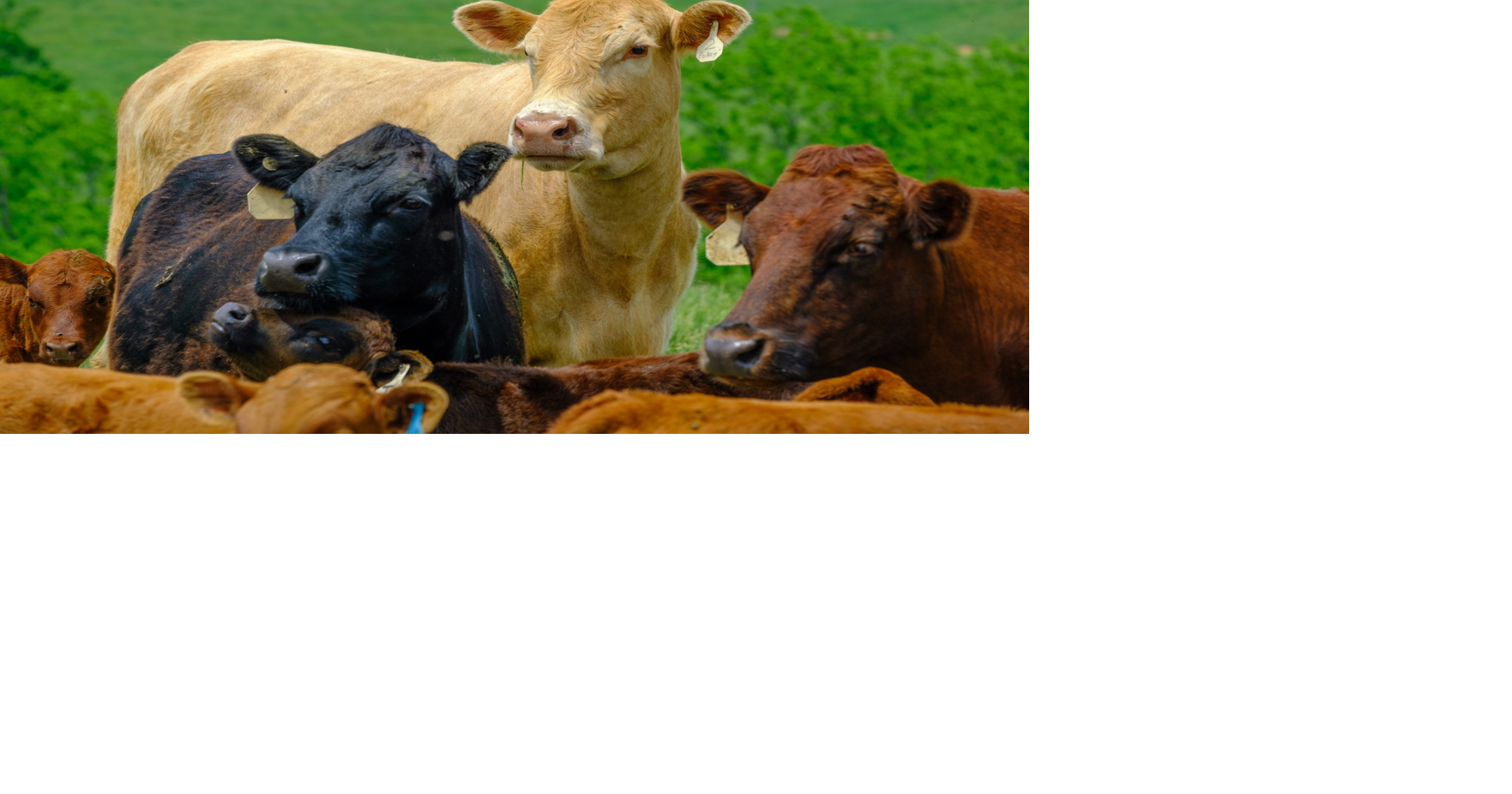 Beef Bash 2023 will set a bright vision for the future | | paducahsun.com