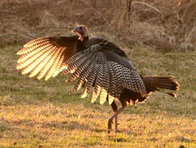 Apply for LBL quota turkey hunts starting Thursday | Local Sports ...
