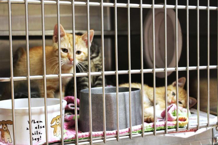 Mayfield-Graves shelter raises awareness of kitten overpopulation ...