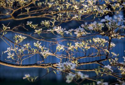Spring splendor | Local News | paducahsun.com