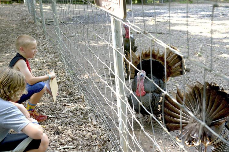 Scavenger hunt at LBL blends ecology, patriotism | Local News ...