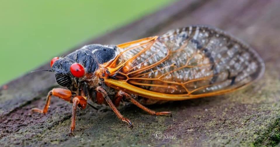 The cicadas are coming: Great Southern Brood emerging in west Kentucky ...