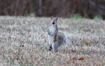 How to discourage squirrels from scavenging bird seed | News ...