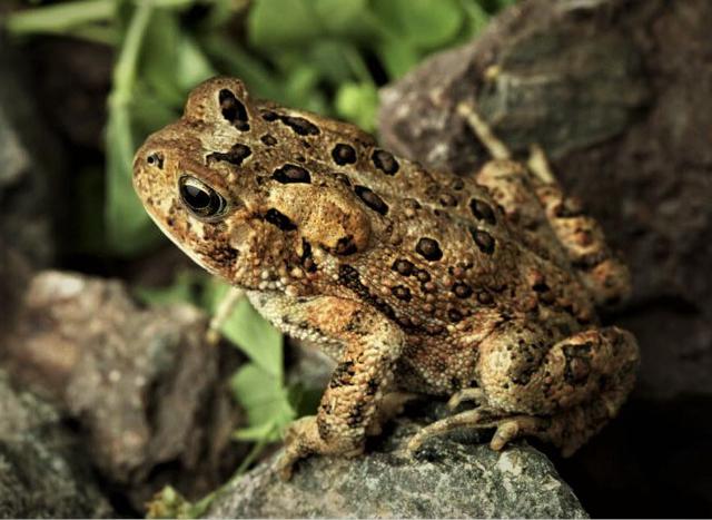 Hoppy spring to you: A new crop of toadlets is about to emerge | Local ...