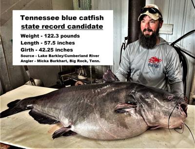 blue catfish weight